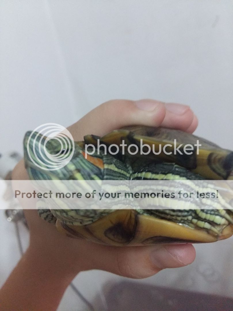 Redearslider.com :: View topic - black spots on turtle skin