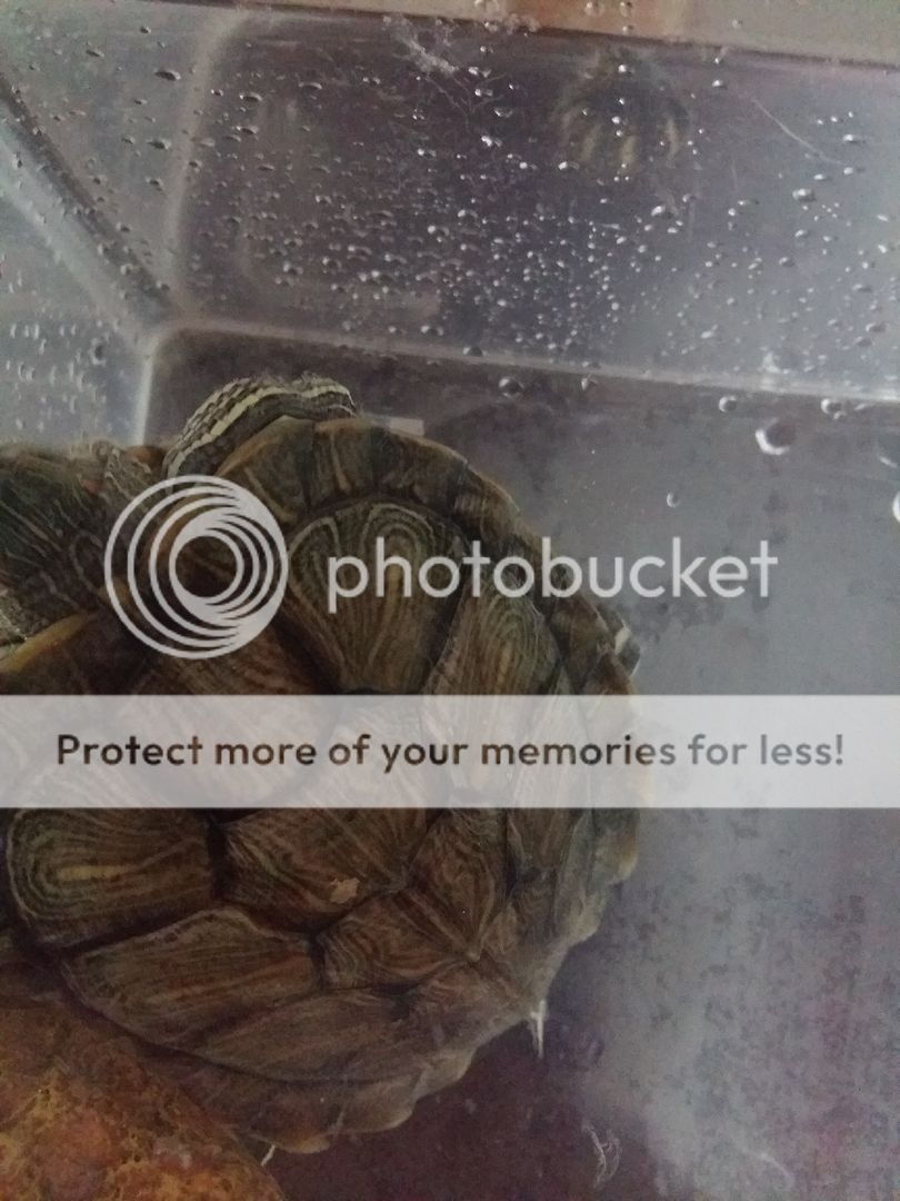 Redearslider.com :: View topic - black spots on turtle skin